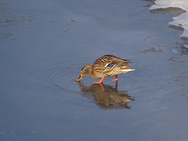 Duck Drinking On The - Free photo on Pixabay