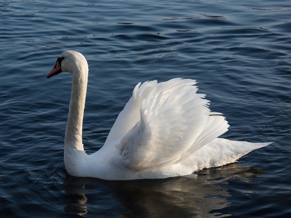 Swan Sea Water - Free photo on Pixabay - Pixabay