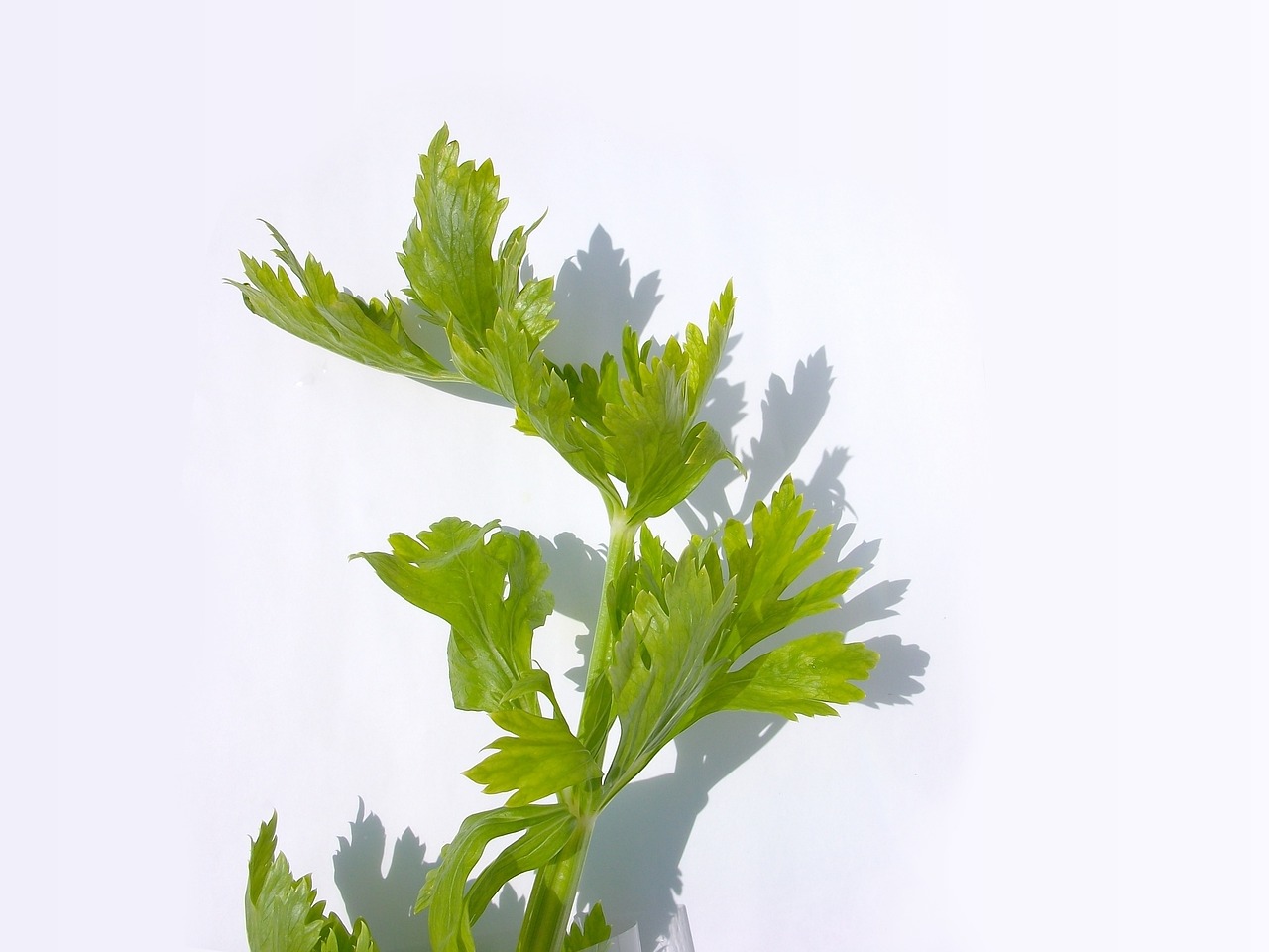200+ Free Celery & Celeriac Images - Pixabay