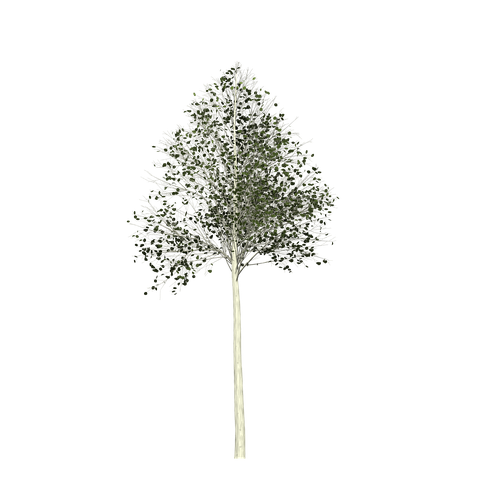 200+ Free Aspen Trees & Aspen Images