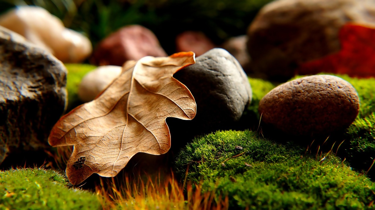 Nature Dry Leaf - Free photo on Pixabay