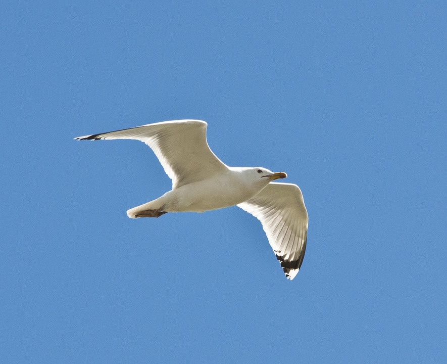 Seagull Bird Nature - Free photo on Pixabay