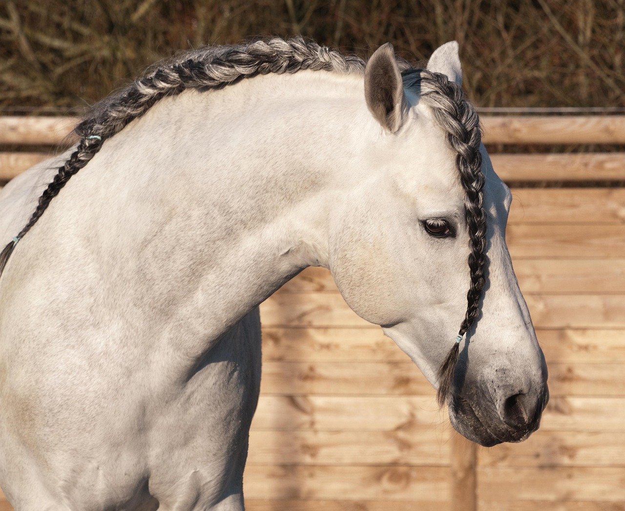 Cheval Tresse Crinière - Photo gratuite sur Pixabay