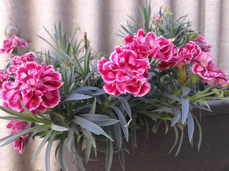 Nellike Blomst Forår - Gratis foto på Pixabay - Pixabay