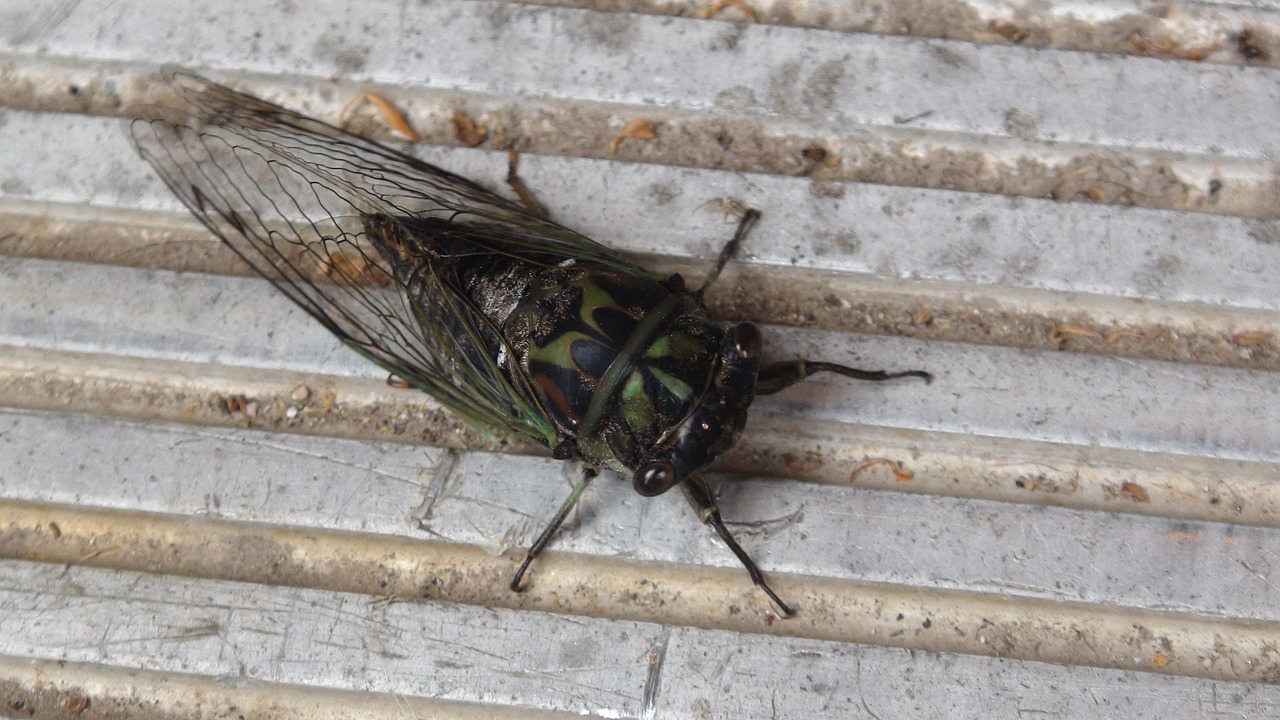 Cicada Bug Creepy - Free photo on Pixabay - Pixabay