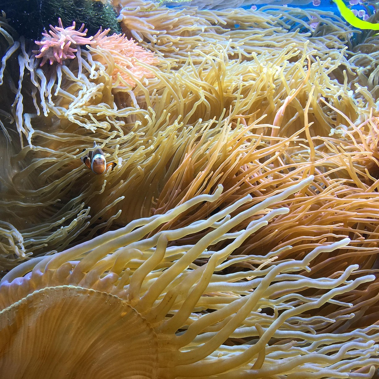 Kedalaman Laut Air Hari - Foto gratis di Pixabay - Pixabay