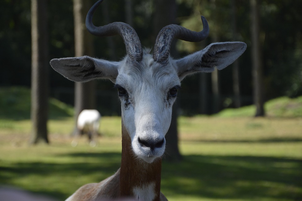 Dyr Afrika Gnu - Gratis foto på Pixabay - Pixabay