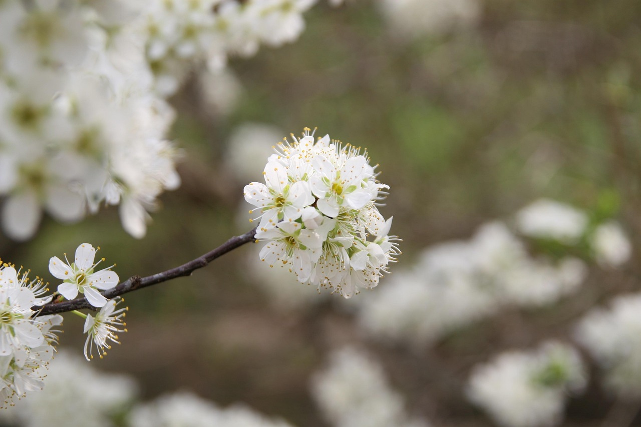 Fiore Primavera Fiori Di Ciliegio - Foto gratis su Pixabay - Pixabay
