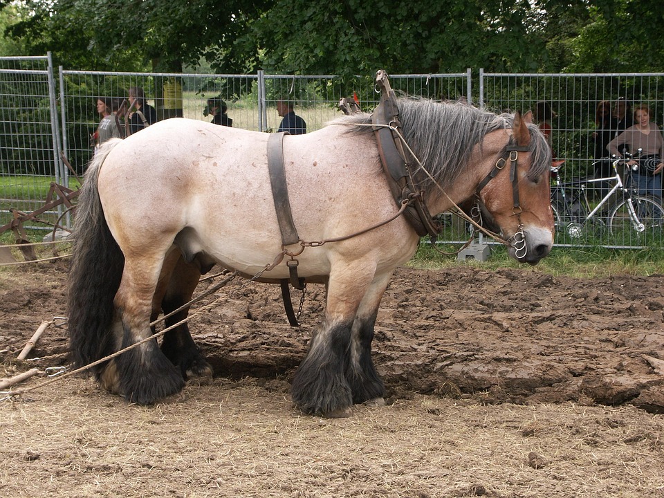 Ackergaul Pferd Arbeit - Kostenloses Foto auf Pixabay - Pixabay