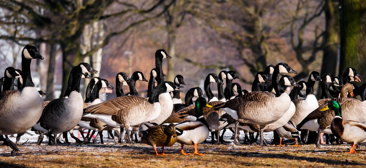 Animal Goose Ducks - Free photo on Pixabay - Pixabay