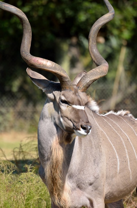 Greater Kudu Wildlife Africa - Free photo on Pixabay - Pixabay