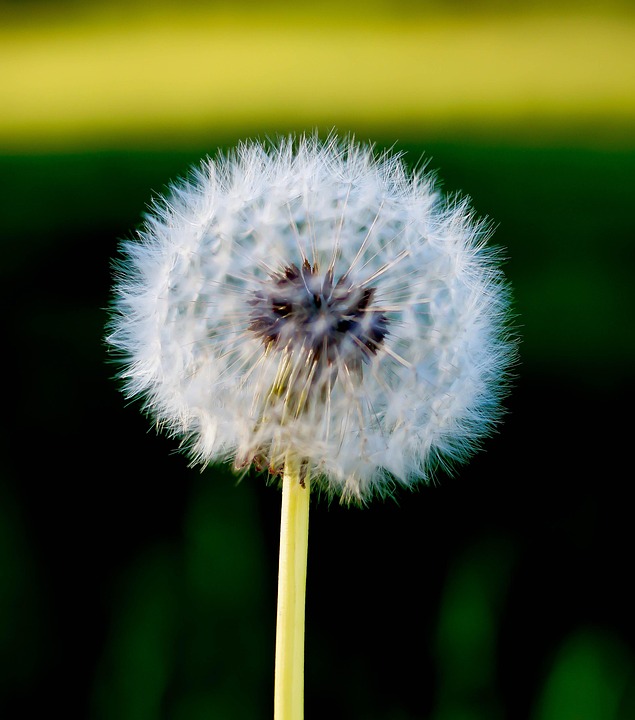 Dandelion Bunga Alam - Foto gratis di Pixabay - Pixabay