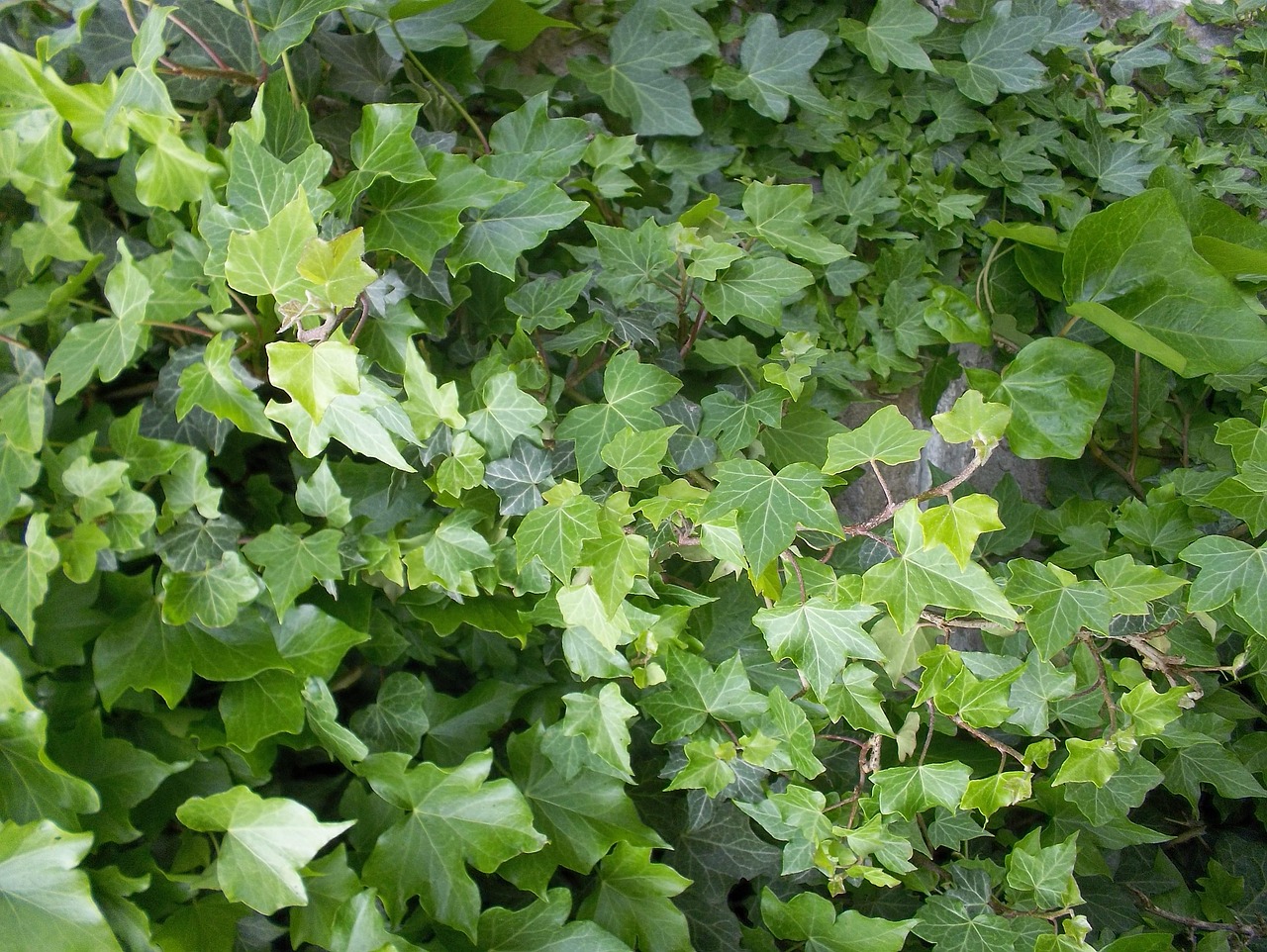 Verde Enredadera - Foto gratis en Pixabay - Pixabay