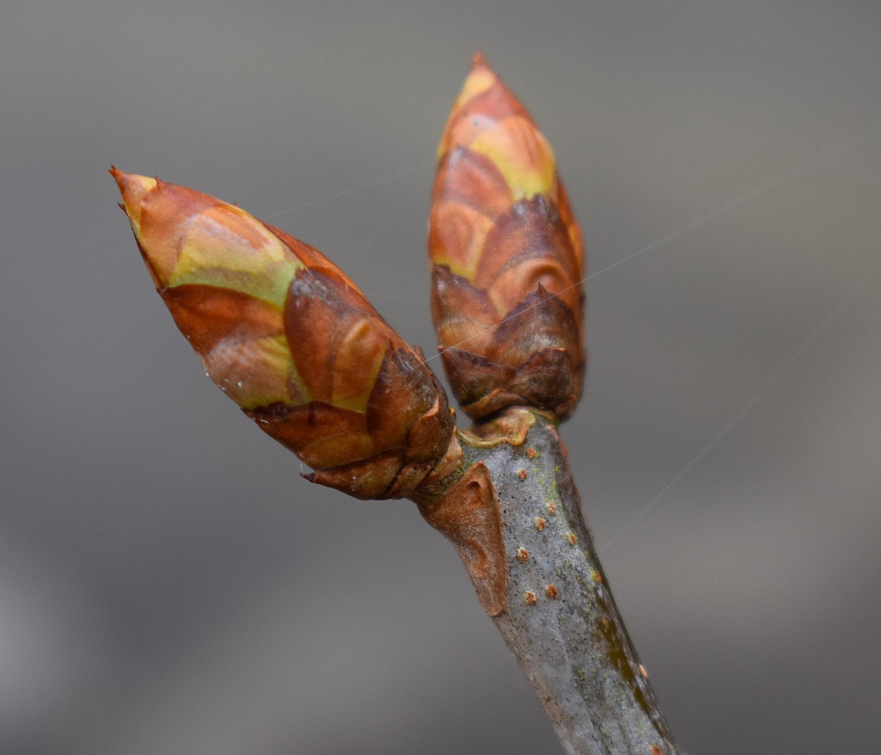 Japanese Chestnut Buds - Free photo on Pixabay - Pixabay