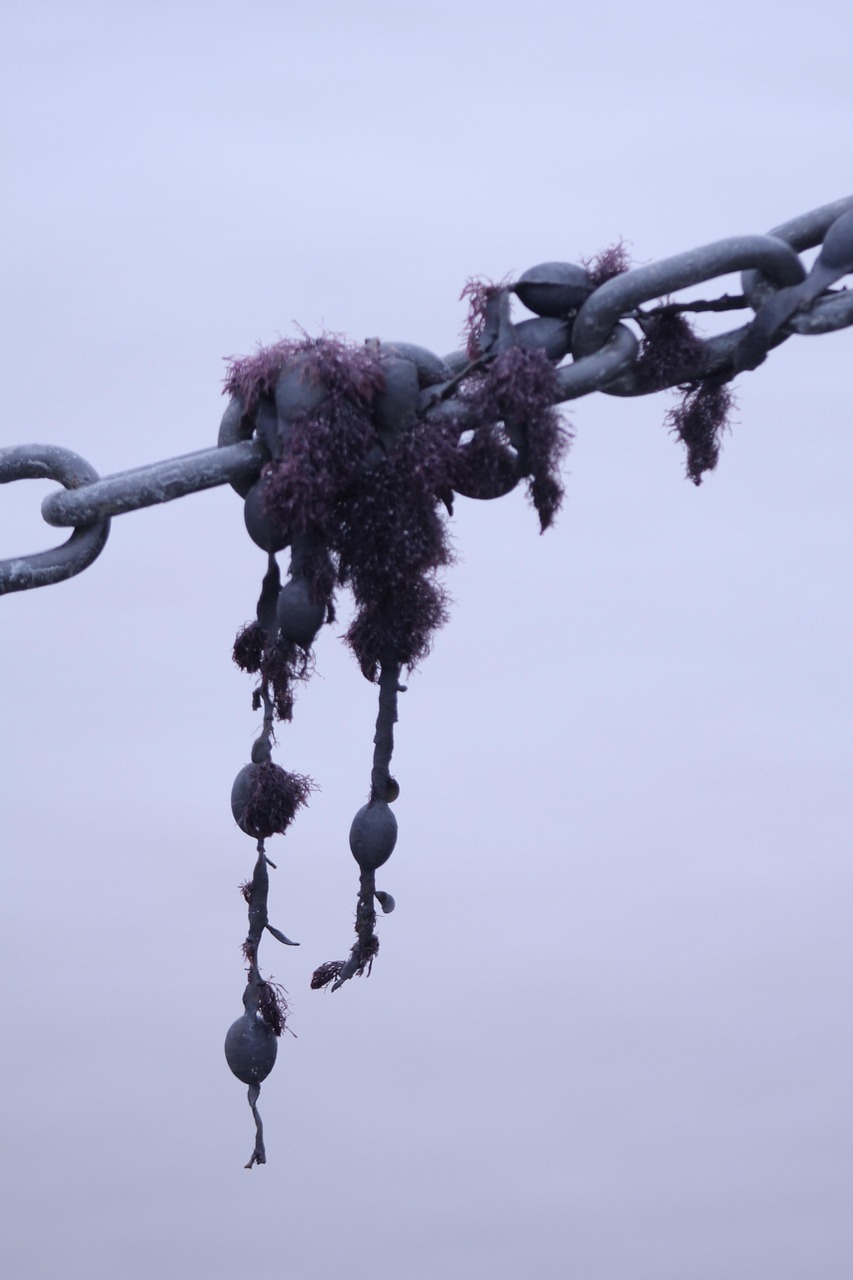 Seaweed Chain Water - Free photo on Pixabay - Pixabay