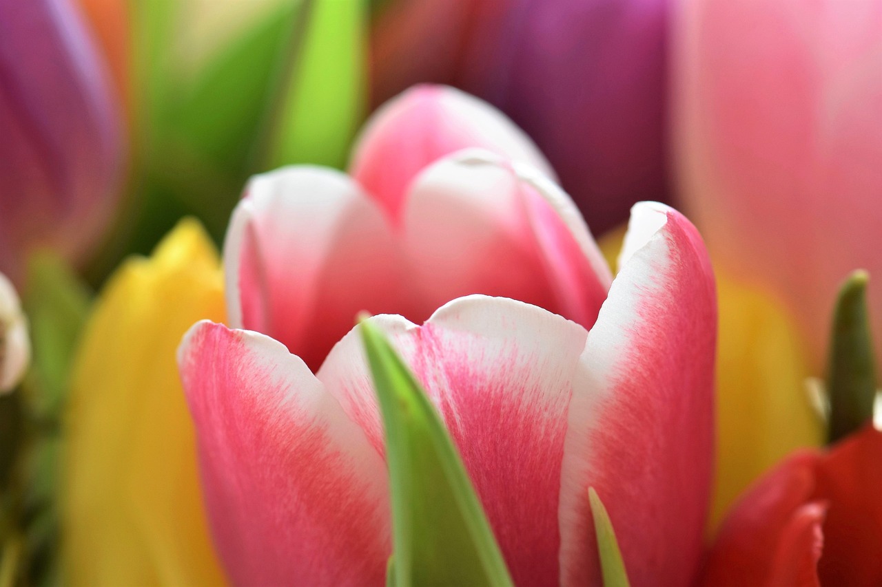 Tulipaner Struds Blomst - Gratis foto på Pixabay - Pixabay