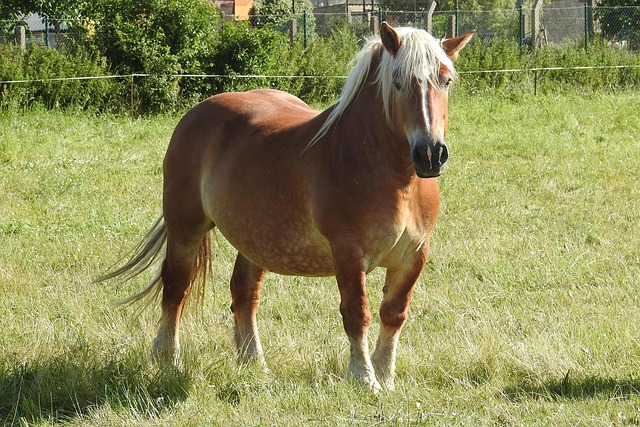Pferd Stute Kaltblut - Kostenloses Foto auf Pixabay