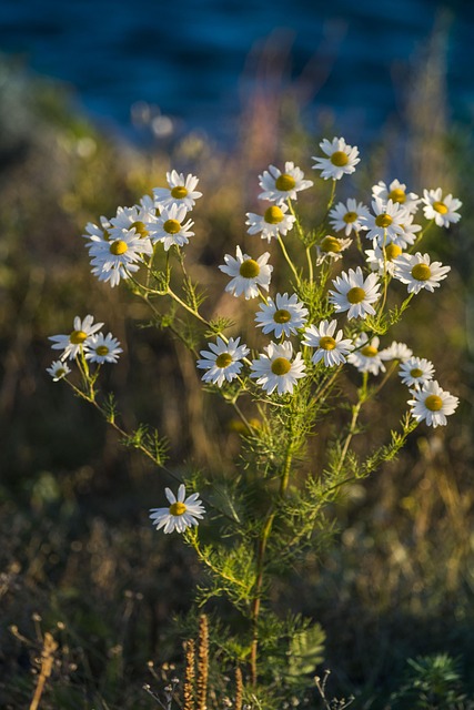 Flowers Daisy Green