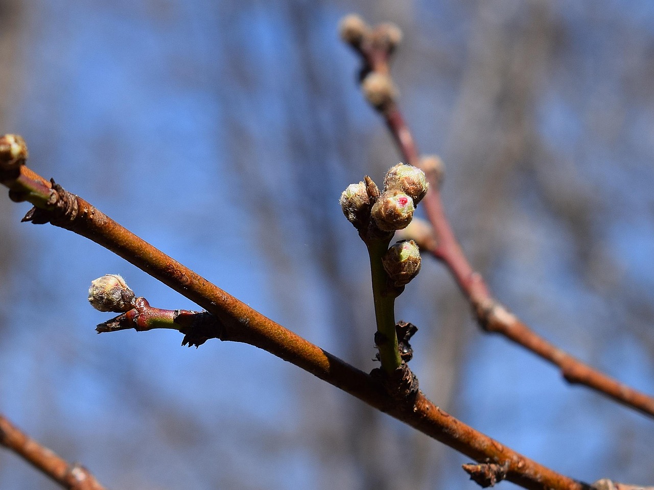 Peach Blossom Buds Tree Bud - Free photo on Pixabay - Pixabay