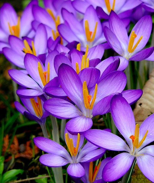 Crocuses Blossoms Spring - Free image on Pixabay