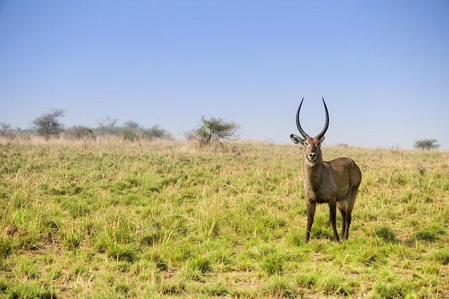 Waterbuck African - Free photo on Pixabay - Pixabay
