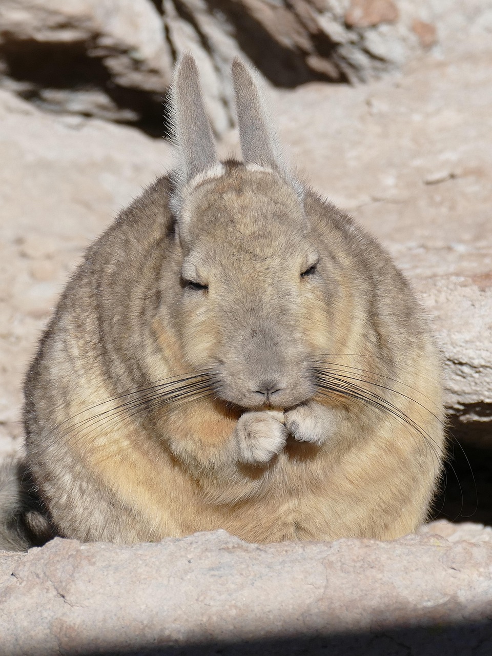 10,000+ ฟรี Desert Rodent & ธรรมชาติ รูปภาพ - Pixabay