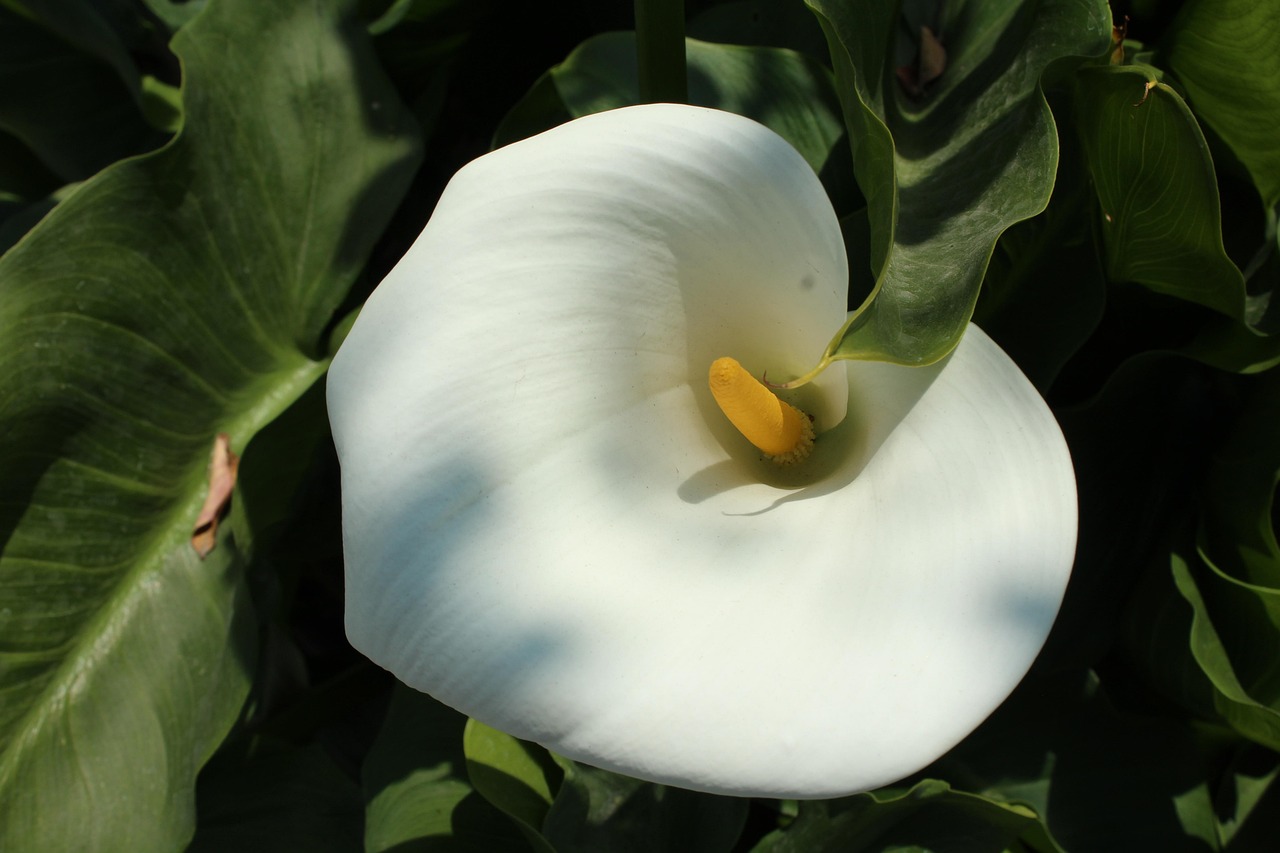 Fleur La Nature Blanche - Photo gratuite sur Pixabay - Pixabay