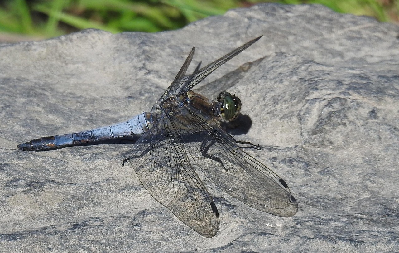 Libelle Insekt Nahaufnahme - Kostenloses Foto auf Pixabay - Pixabay