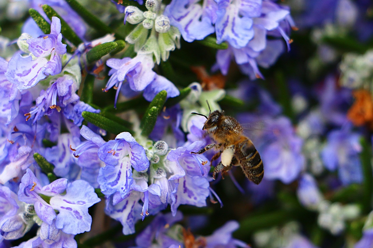 10,000+ Free Abeille Romarin & Bee Images - Pixabay