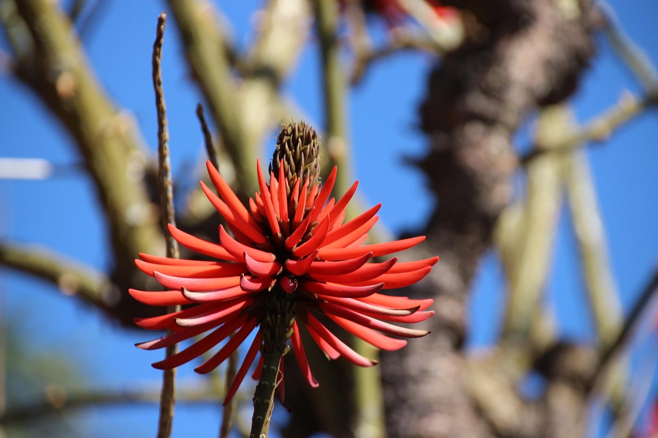 80,000+ Free Coral Tree Flowers & Nature Images - Pixabay