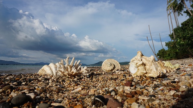 Muscheln Strand - Kostenloses Foto auf Pixabay