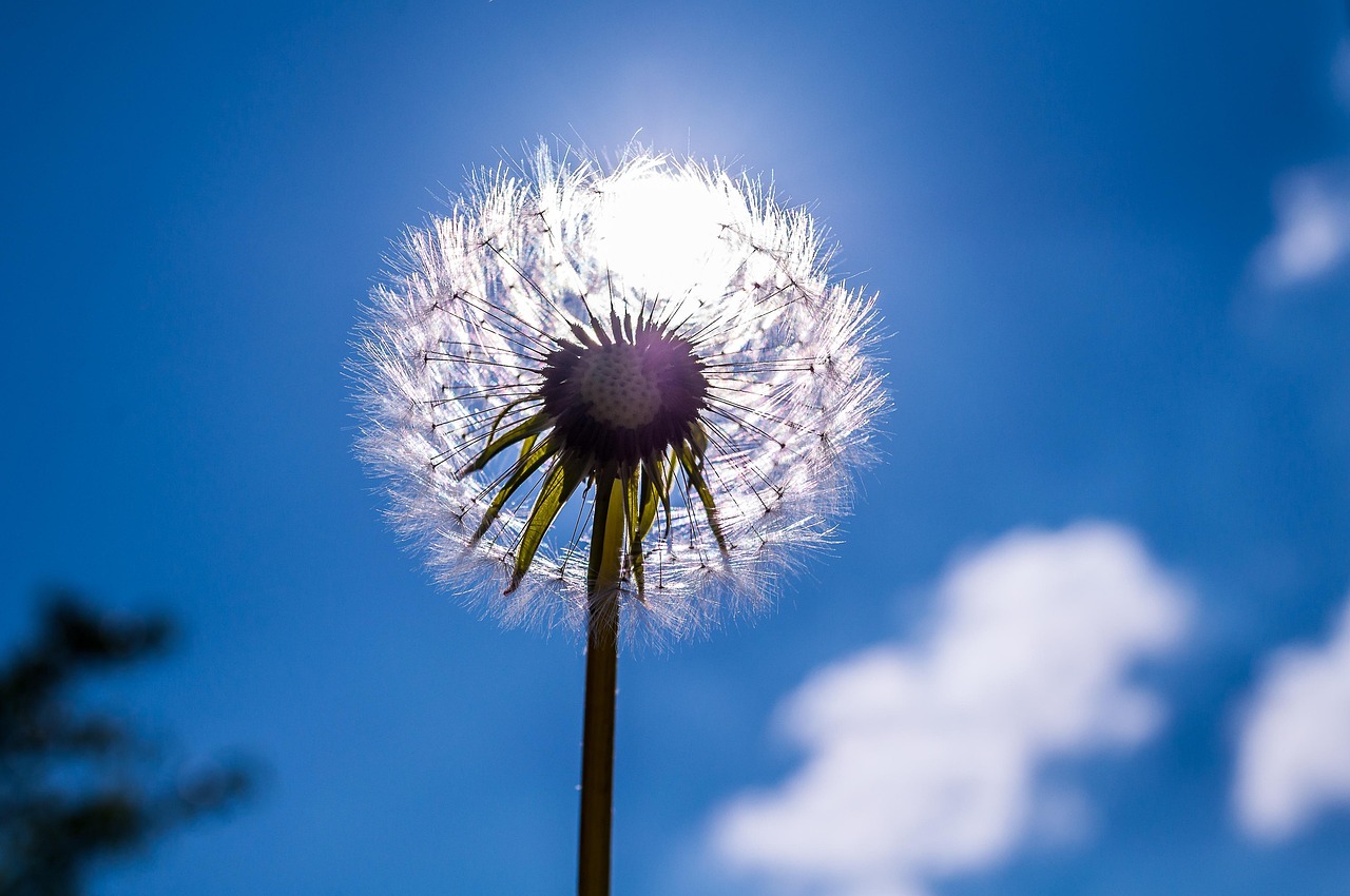 Diente De León Flor Planta - Foto gratis en Pixabay