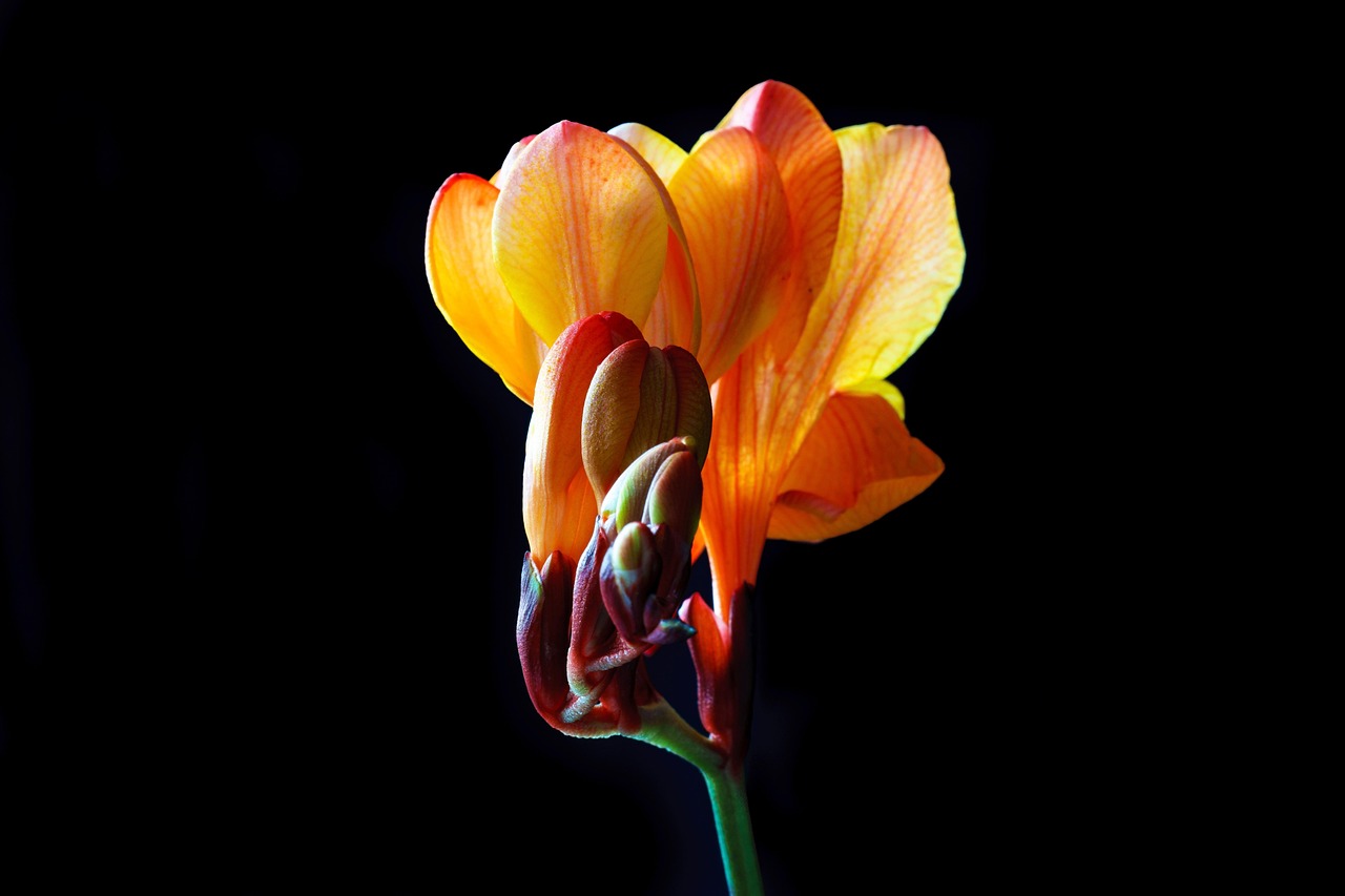 100+ Free Freesia & Nature Images - Pixabay