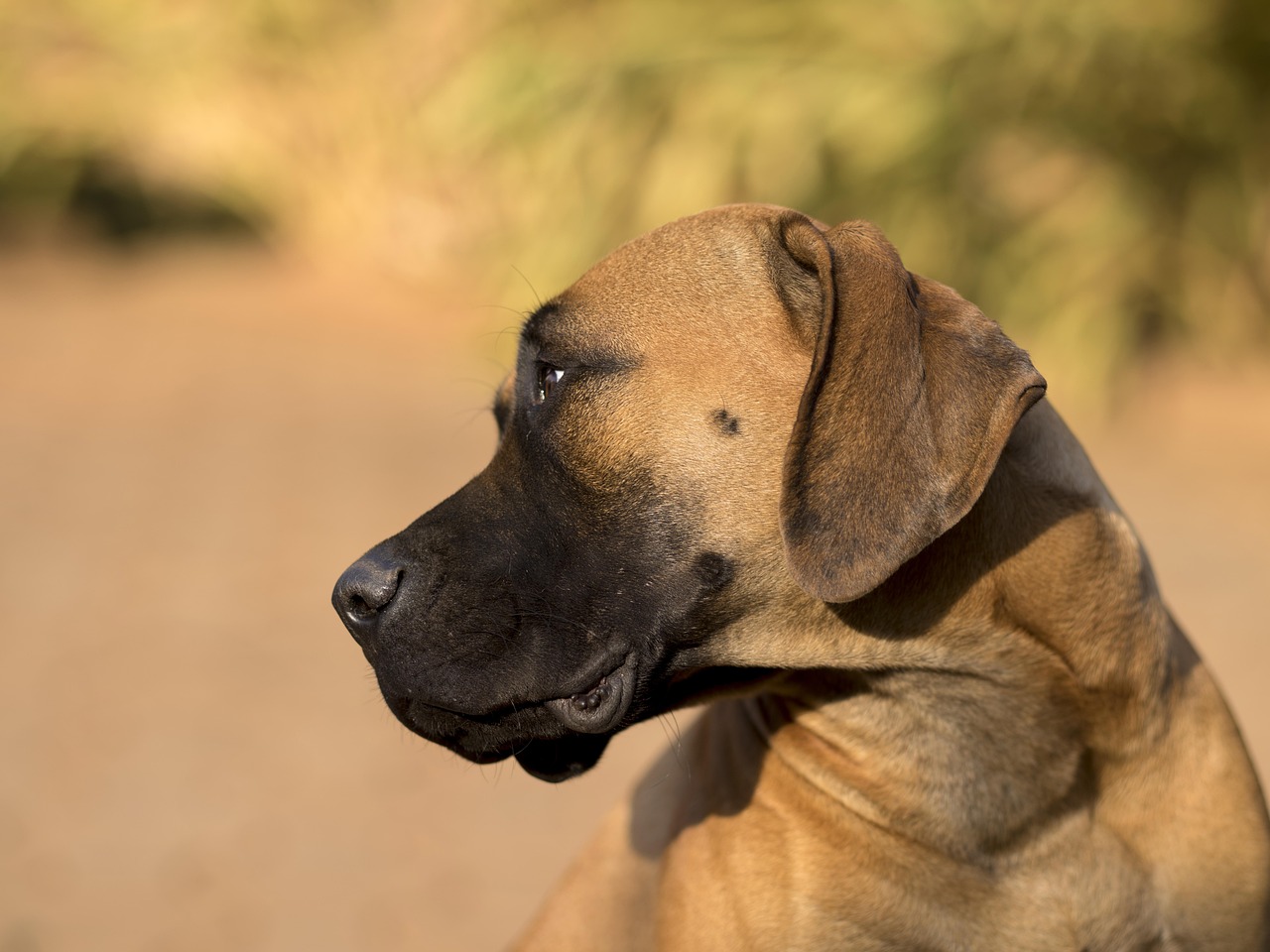 400+ Free Mastiff & Dog Images - Pixabay