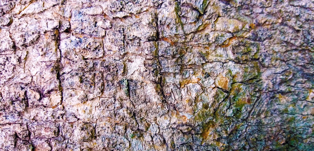Textura Árvore Cores - Foto gratuita no Pixabay - Pixabay