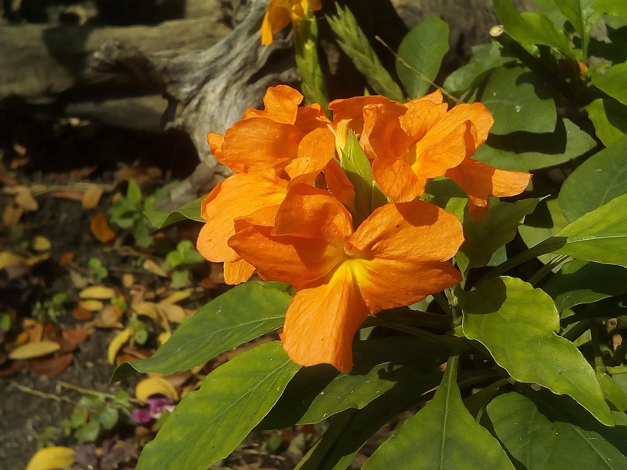 It Leaves Flowers Sagkrni Flower - Free photo on Pixabay