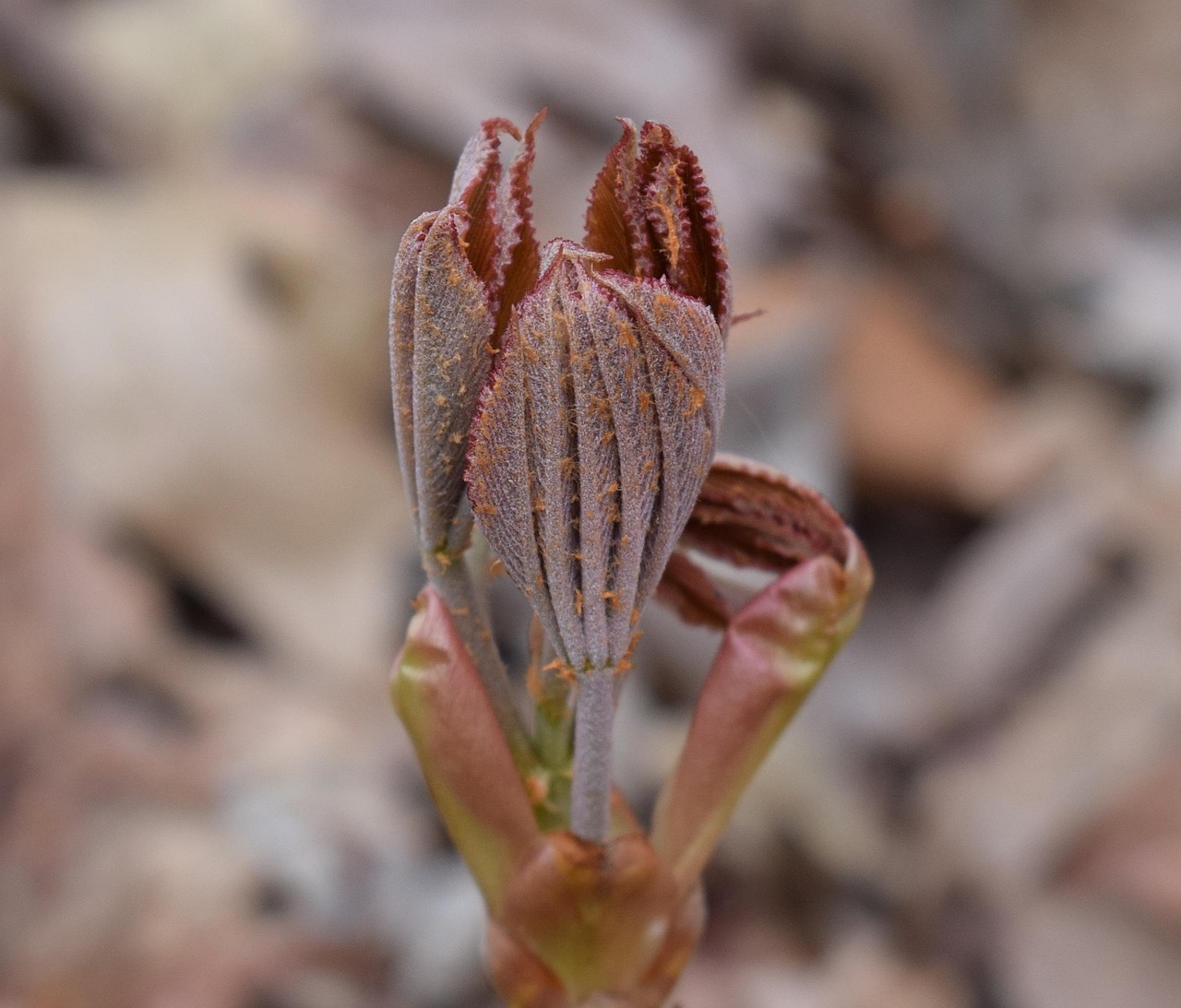 Japanese Chestnut Leaves Opening - Free photo on Pixabay - Pixabay