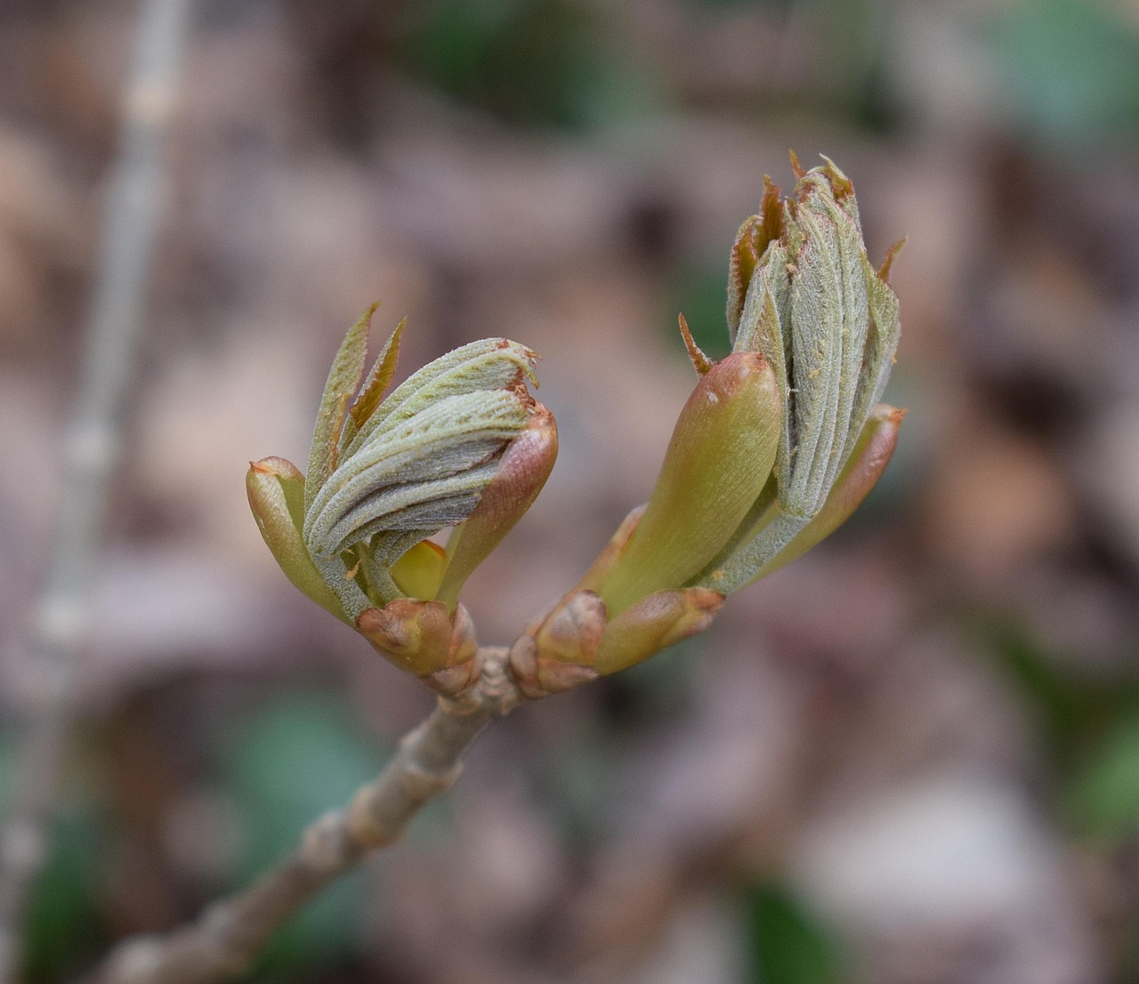 Japanese Chestnut Leaves Opening - Free photo on Pixabay - Pixabay