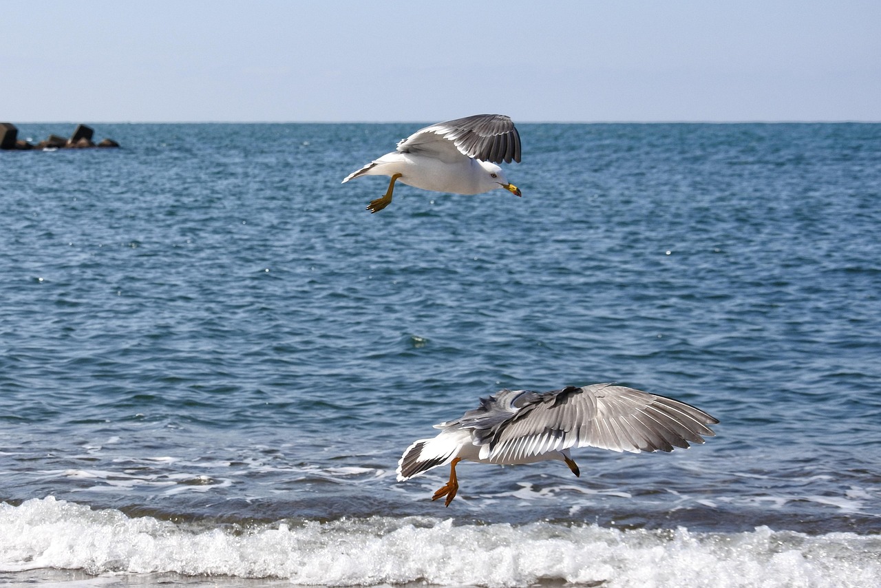 Animal Mar Playa - Foto gratis en Pixabay - Pixabay