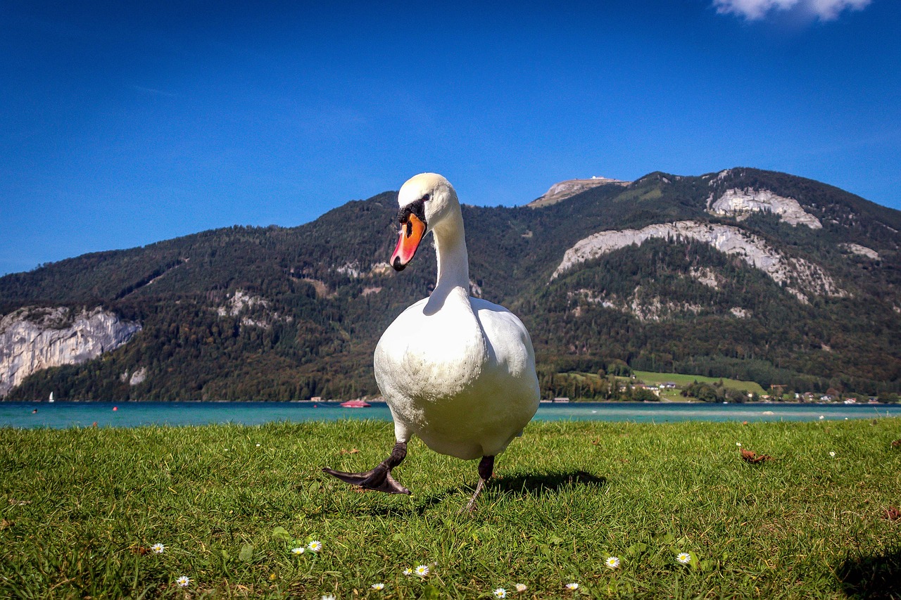 Cisne Naturaleza Pájaro Ave - Foto gratis en Pixabay - Pixabay