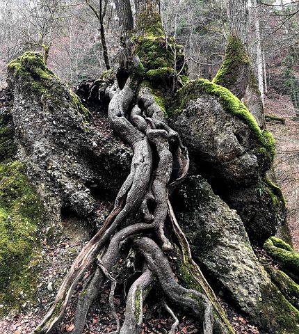 3,000+ Free Tribe & Tree Images - Pixabay