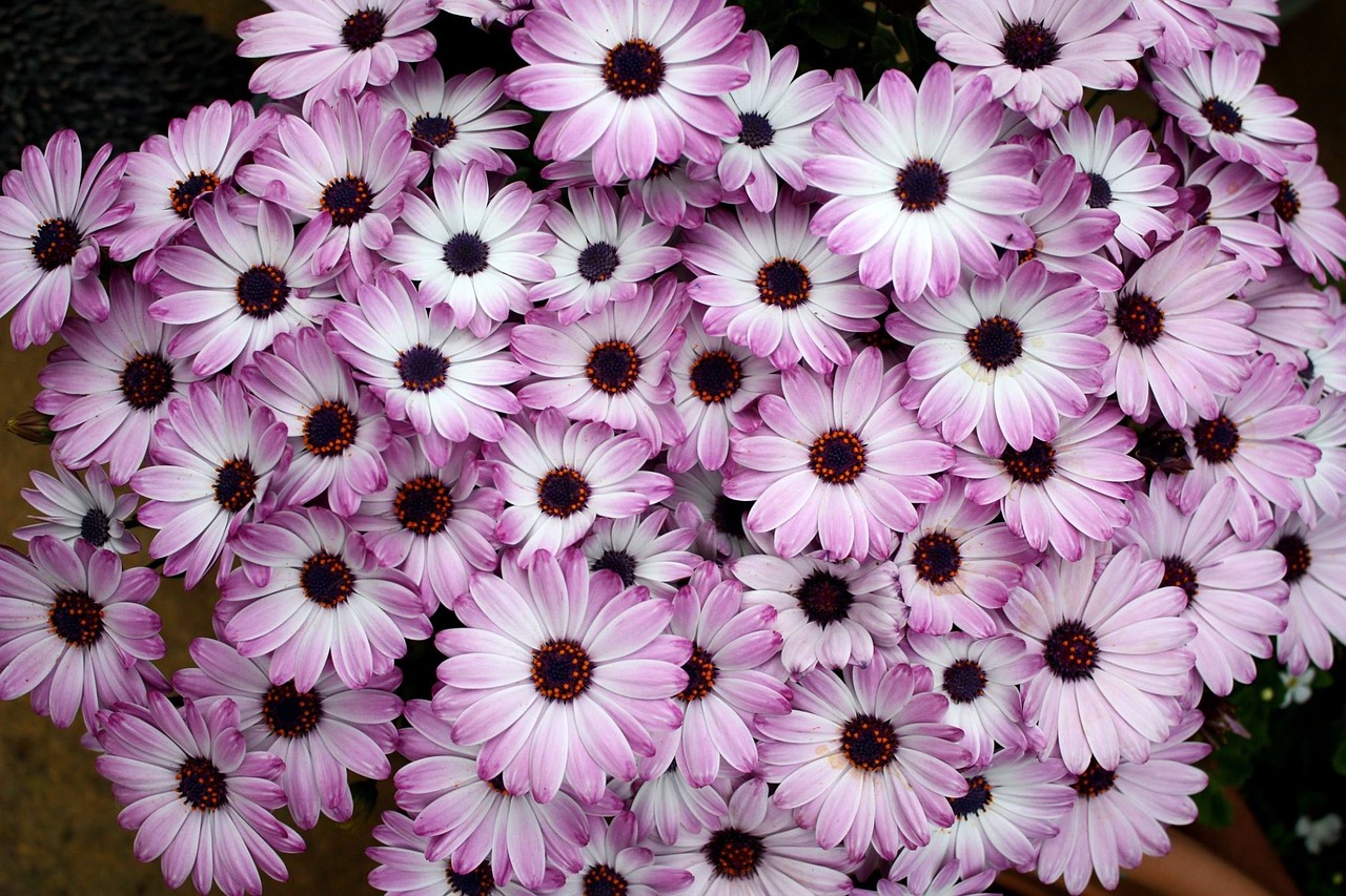Flores Jardín Naturaleza - Foto gratis en Pixabay - Pixabay
