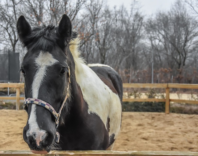 Caballo Granja Naturaleza - Foto gratis en Pixabay - Pixabay