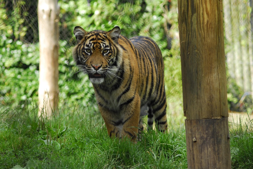 Wild Zoo Animals Tiger