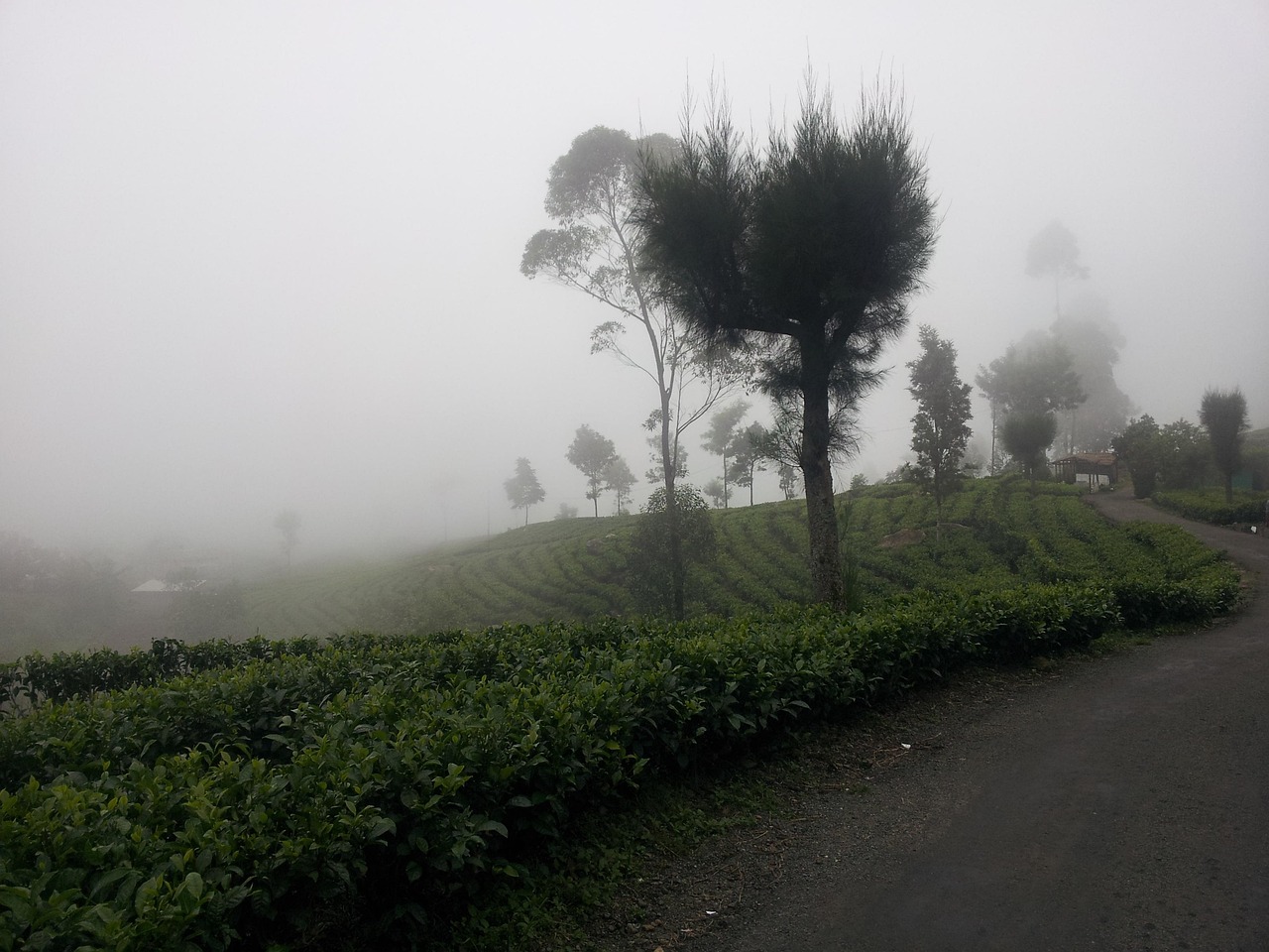 The Mist Tea Estate Forest - Free photo on Pixabay