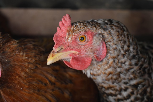 Animal Life Hen - Free photo on Pixabay