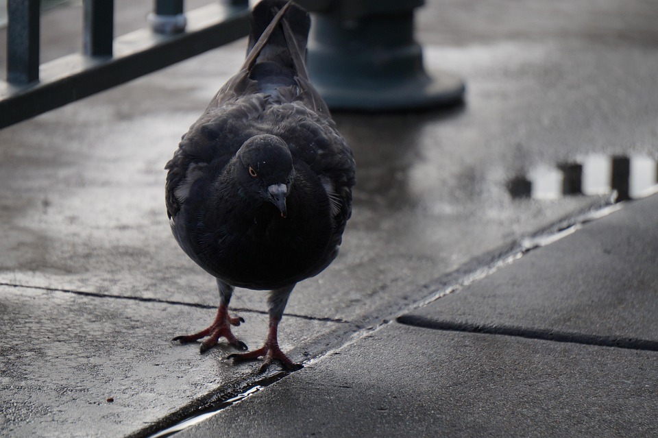 Dove Rain Bird - Free photo on Pixabay - Pixabay