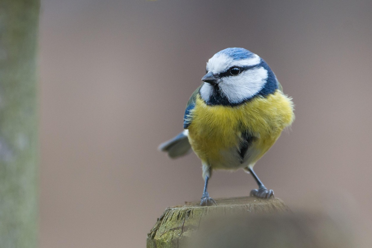 Meer dan 1.000 gratis afbeeldingen van Pimpelmees en Natuur - Pixabay