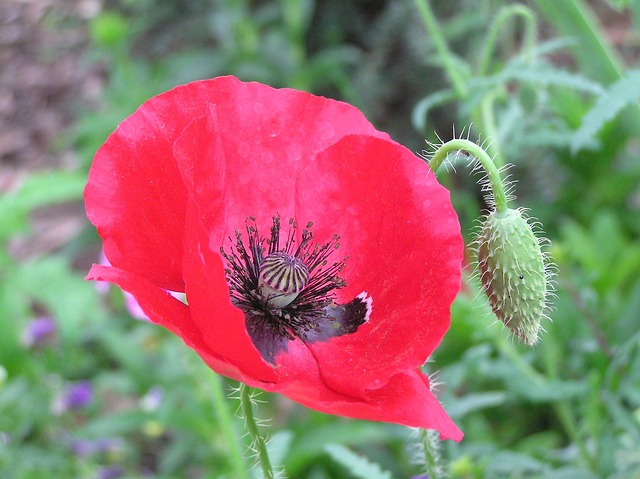 Remembrance Day Poppy Flower - Free photo on Pixabay