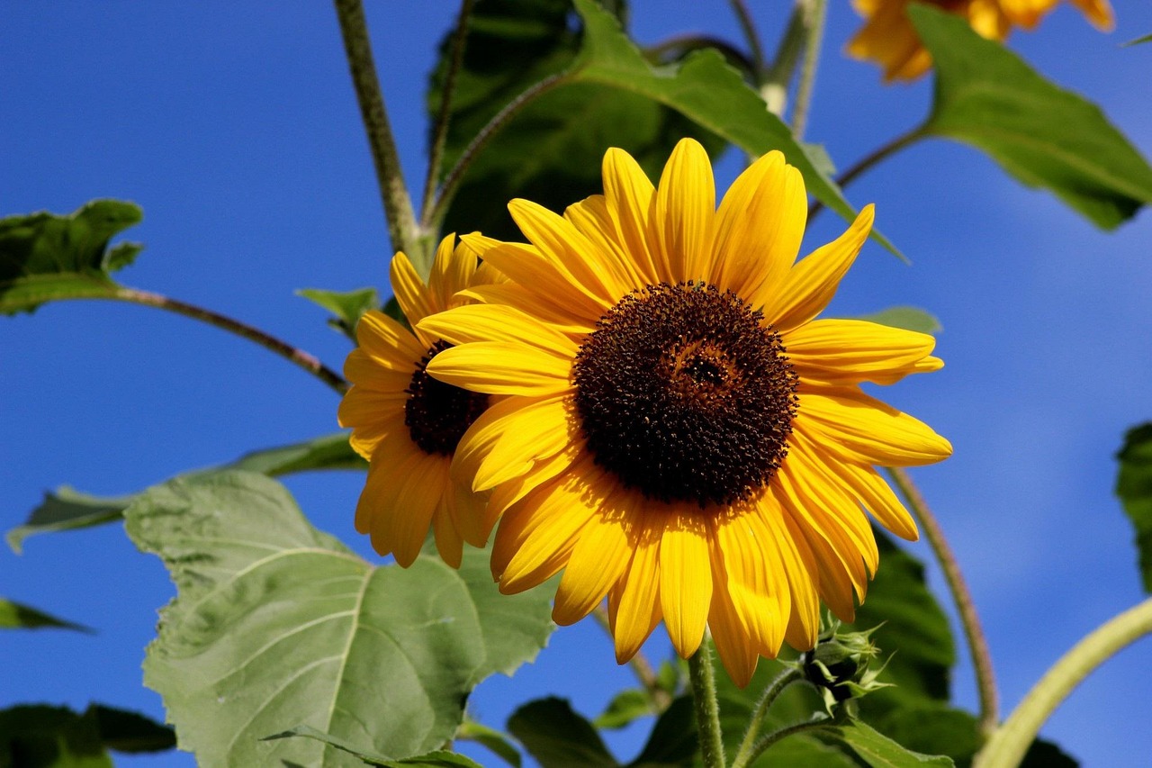 Blume Viel Sonne